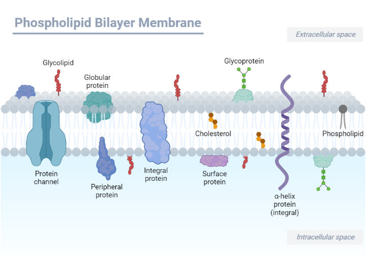 Phospholipid Bilayer Membrane | BioRender Science Templates