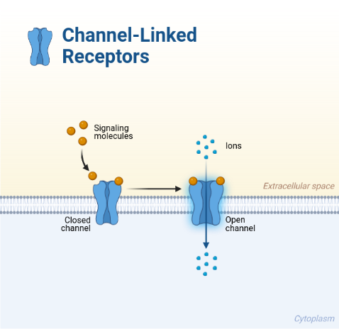 Channel-Linked Receptors | BioRender Science Templates