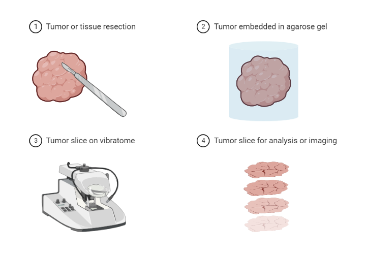 Tissue Slicing with Vibratome | BioRender Science Templates