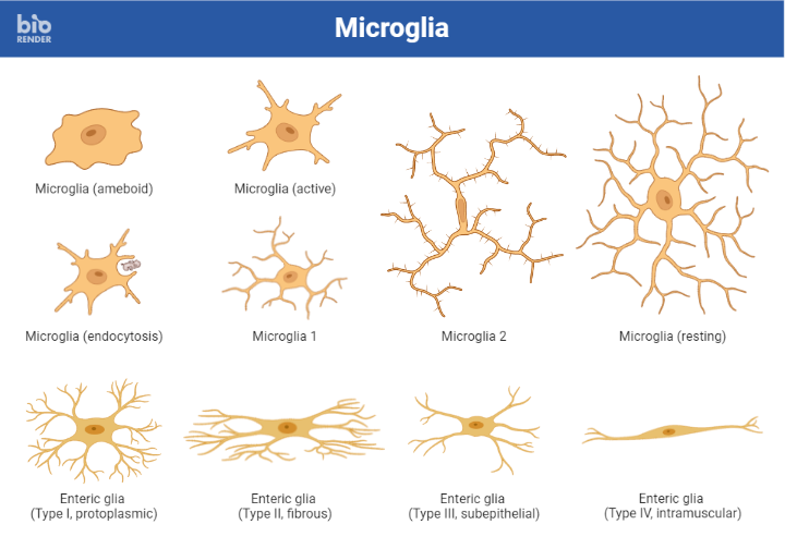 Icon Pack - Microglia | BioRender Science Templates