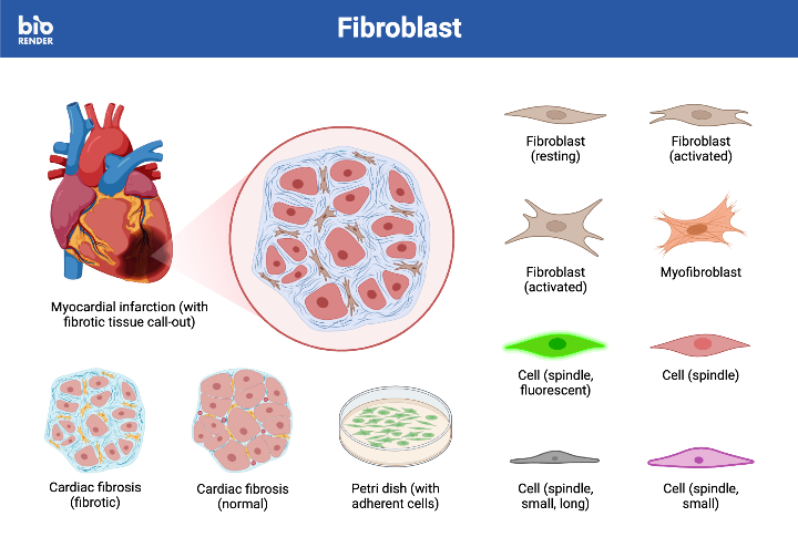 Icon Pack - Fibroblast | BioRender Science Templates
