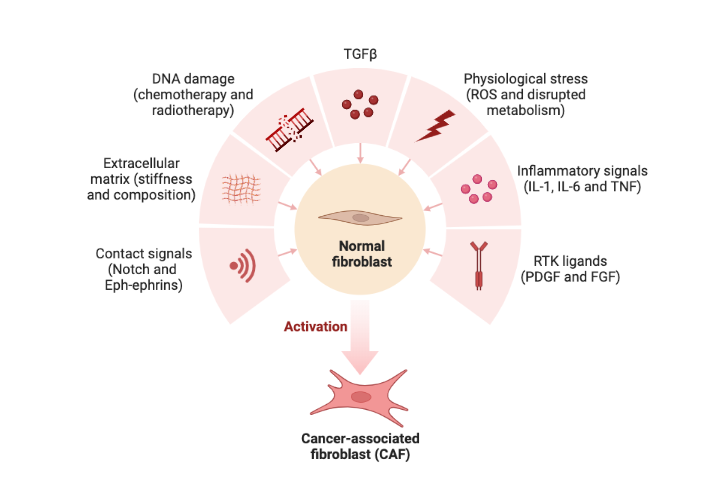 Mechanisms of Cancer-associated Fibroblast Activation | BioRender ...
