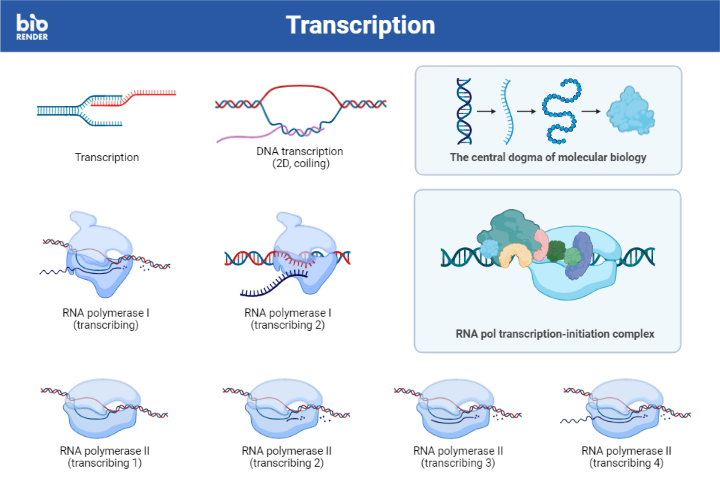 Icon Pack Transcription Biorender Science Templates