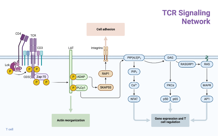 Tcr Signaling Network Biorender Science Templates