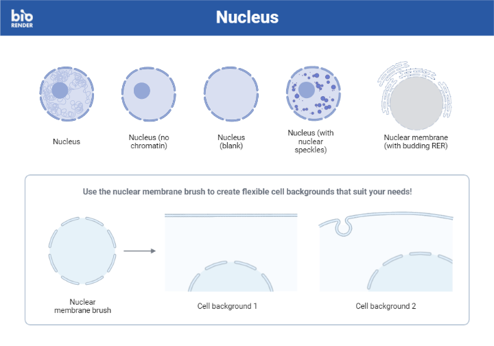 Icon Pack - Nucleus | BioRender Science Templates