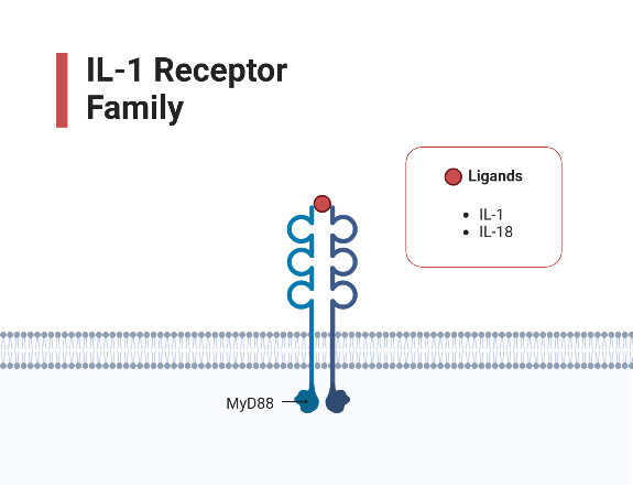 IL-1 Receptor Family | BioRender Science Templates