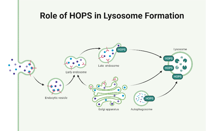 Role of HOPS in Lysosome Formation | BioRender Science Templates