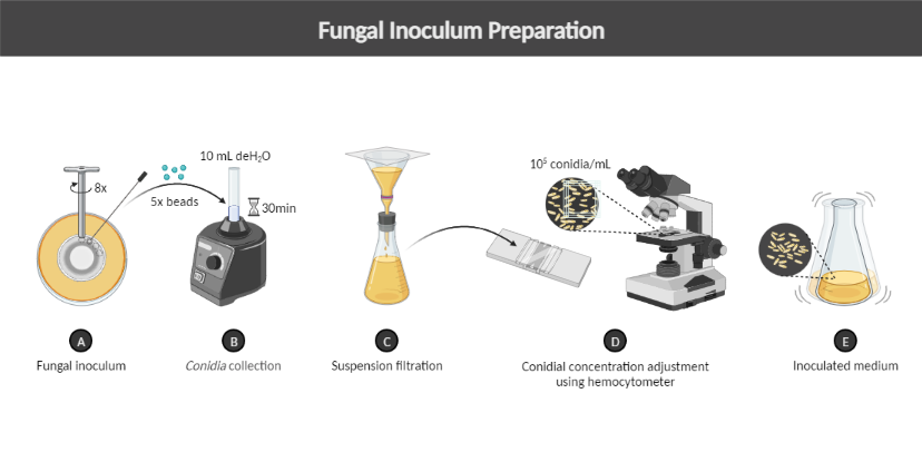 Fungal Inoculum Preparation | BioRender Science Templates