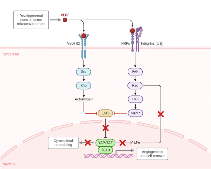 Convergence of VEGF and YAP/TAZ Signaling Pathways | BioRender Science ...