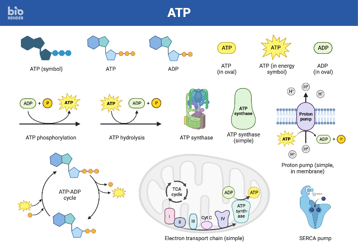 Icon Pack - ATP | BioRender Science Templates