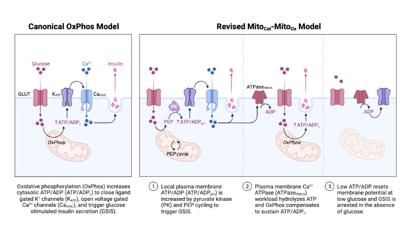 Revised MitoCat-MitoOx Model | BioRender Science Templates