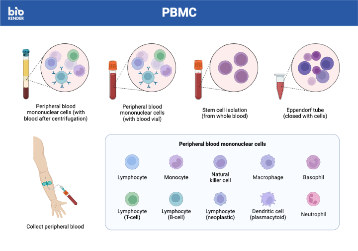 Icon Pack - PBMC | BioRender Science Templates