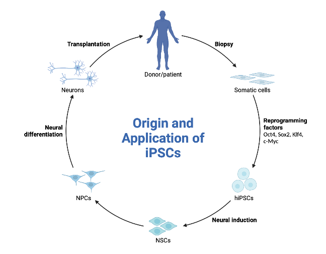Origin and Application of iPSCs | BioRender Science Templates