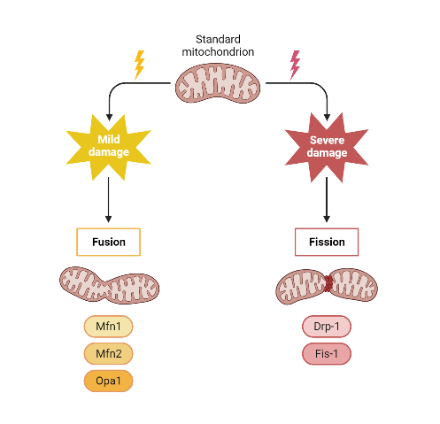 Mitochondrial Fusion and Fission | BioRender Science Templates