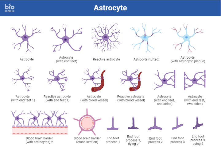 Icon Pack - Astrocyte | BioRender Science Templates