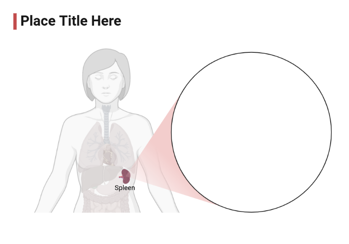 Spleen with Callout (Layout) | BioRender Science Templates