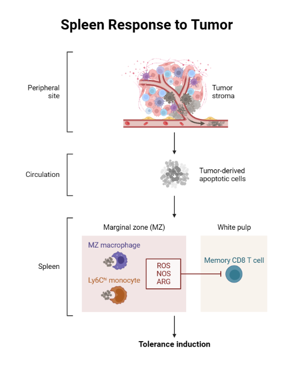 Spleen Response to Tumor | BioRender Science Templates