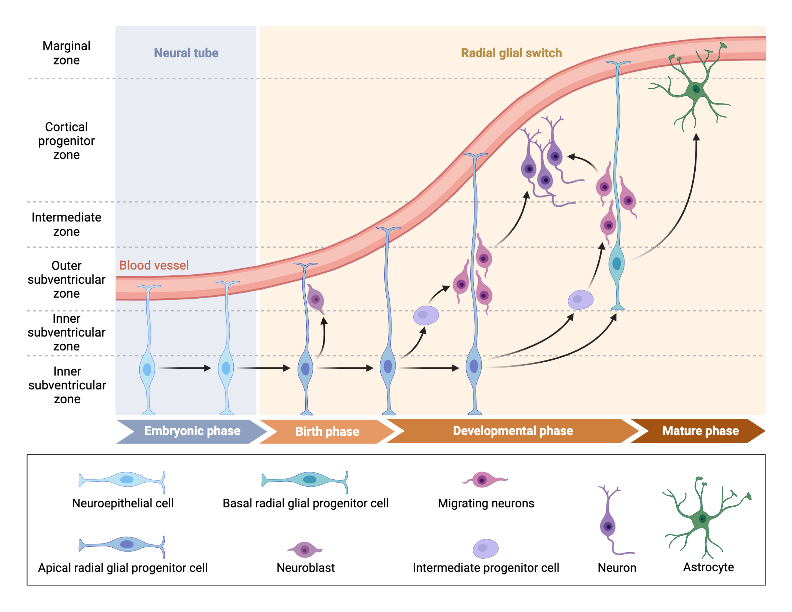 Cortical Development of Astrocytes | BioRender Science Templates