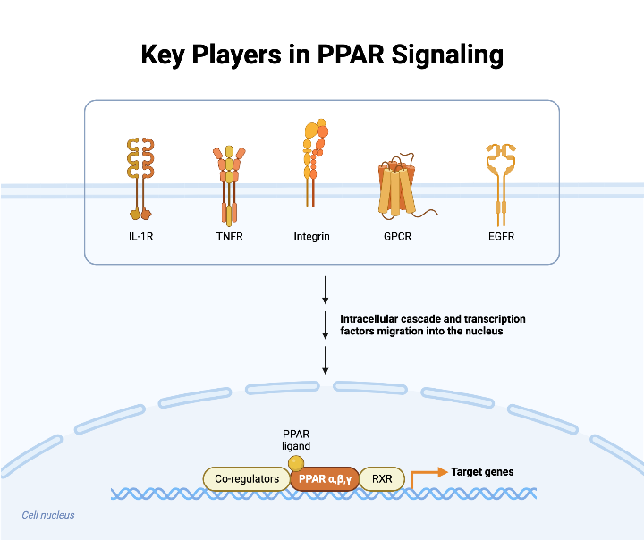 Key Players in PPAR Signaling | BioRender Science Templates