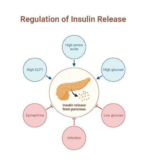 Regulation of Insulin Release | BioRender Science Templates