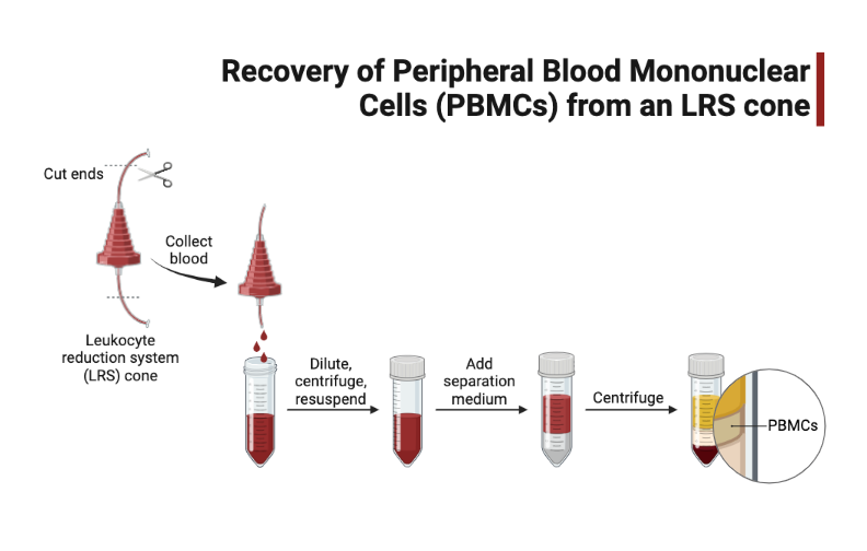 Recovery of Peripheral Blood Mononuclear Cells (PBMCs) from an LRS cone | BioRender Science ...