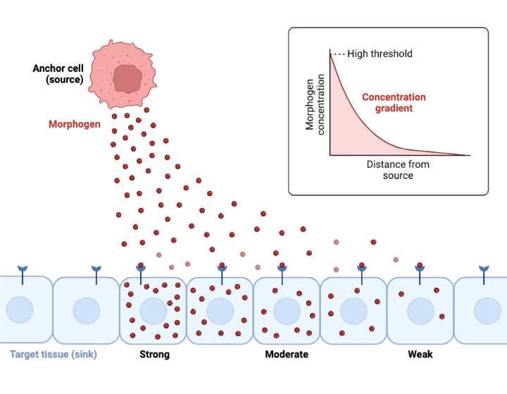 Effect of Morphogen Released From Anchor Cell to the Target Tissue ...
