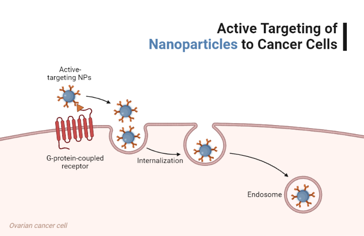 Active Targeting of Nanoparticles to Cancer Cells | BioRender Science ...