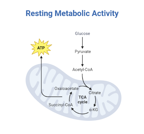 Resting Metabolic Activity | BioRender Science Templates