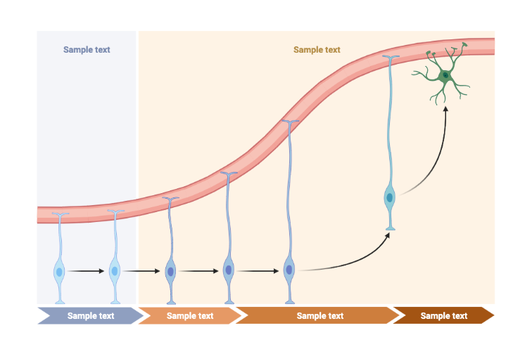 Neuron and Glia Development (Layout) | BioRender Science Templates