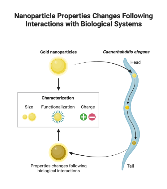 Nanoparticle Properties Changes Following Interactions with Biological ...