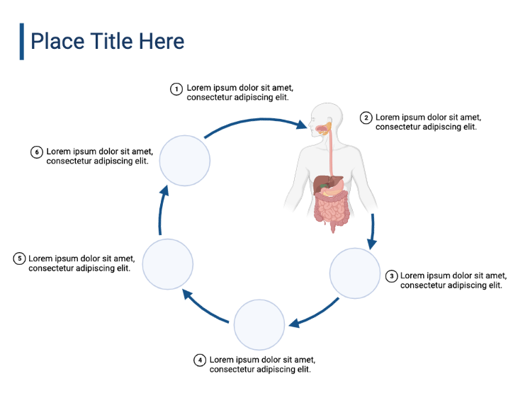 Digestive System Cyclical Layout | BioRender Science Templates