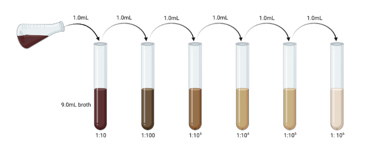 Serial Dilution Procedure (2) | BioRender Science Templates
