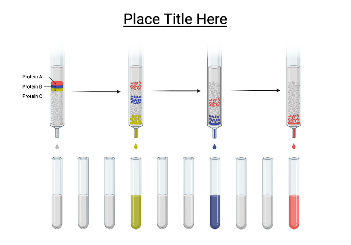 Chromatography 2 (Layout) | BioRender Science Templates