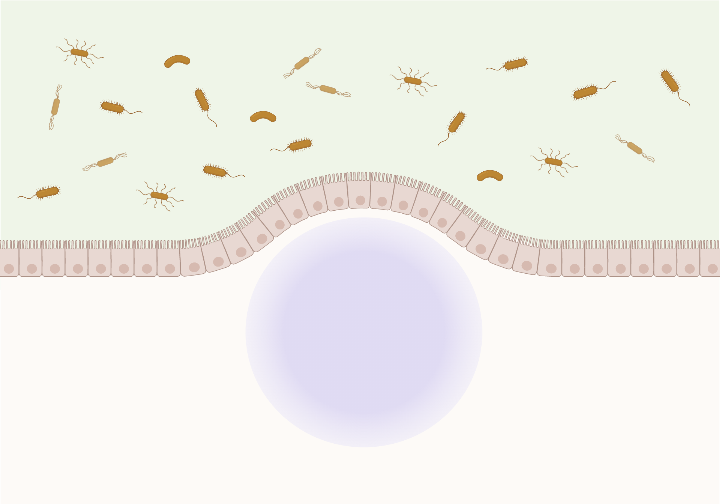 Gut Microbial Environment with Peyer's Patch (Layout) | BioRender ...