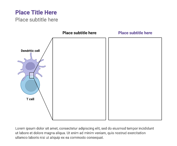 Interaction Between Dendritic Cell and T Cell with Callout (2 Panel ...