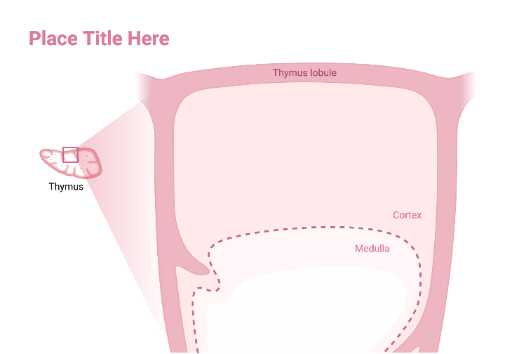 Thymus Cross-section with Callout (Layout) | BioRender Science Templates