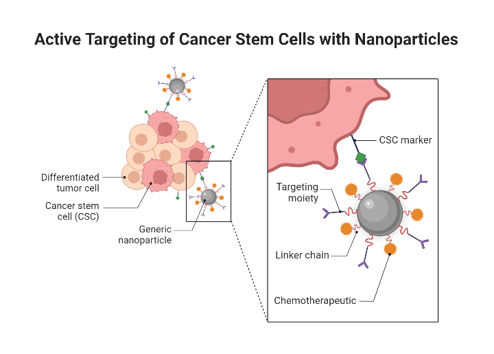 Active Targeting of Cancer Stem Cells with Nanoparticles | BioRender ...