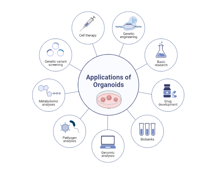 Application of Organoids | BioRender Science Templates