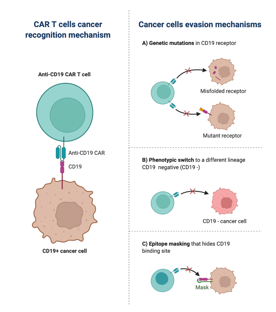 CAR T Therapy for CD19+ Cancer Cells | BioRender Science Templates