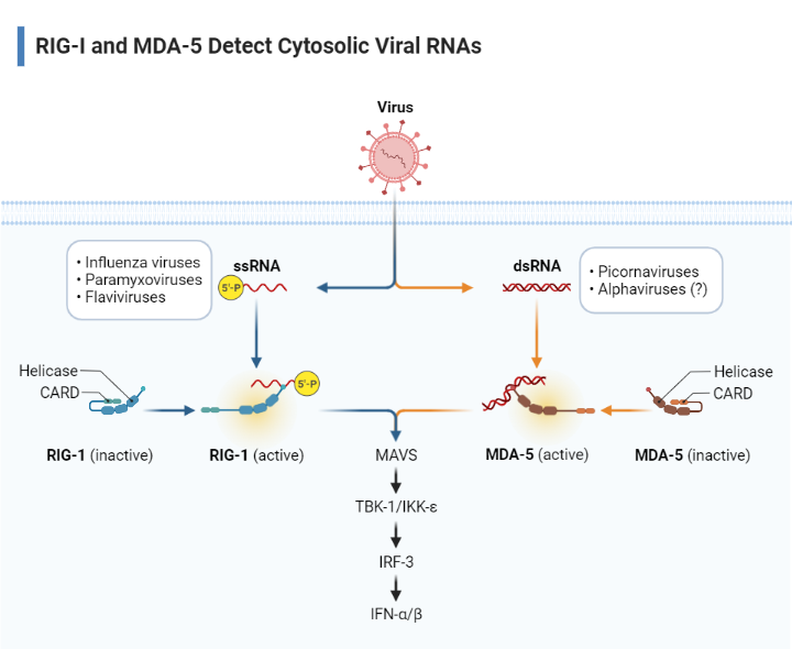 RIG-I and MDA-5 Detect Cytosolic Viral RNAs | BioRender Science Templates