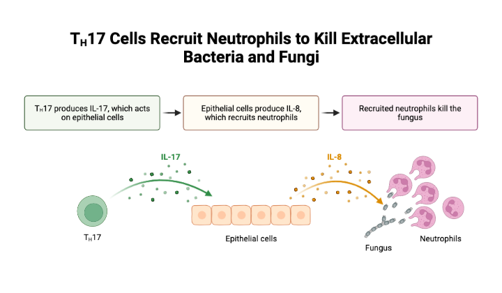 TH17 Cells Recruit Neutrophils to Kill Extracellular Bacteria and Fungi ...