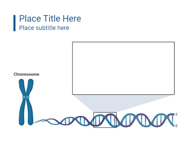 Chromosome with DNA Callout (Layout) | BioRender Science Templates