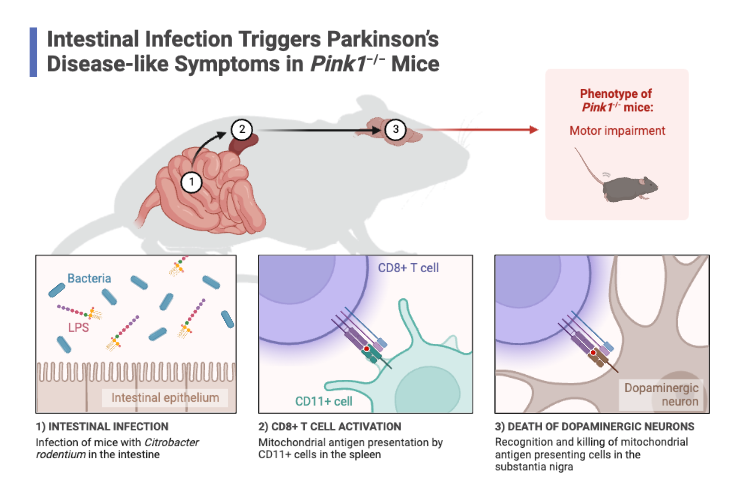 Intestinal Infection Triggers Parkinson’s Disease-like Symptoms in ...