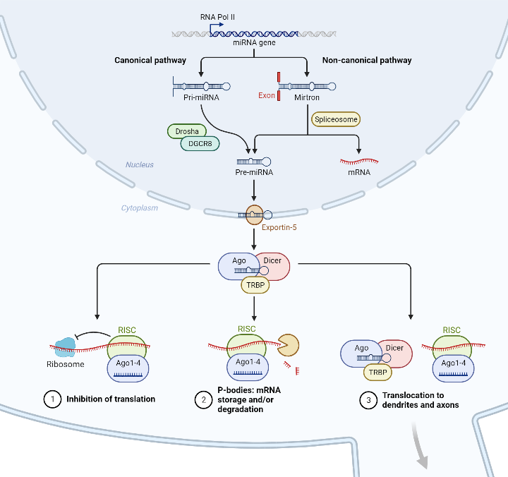 miRNA Processing Mechanisms in the Brain | BioRender Science Templates