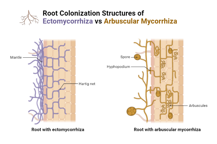 Root Colonization Structures of Ectomycorrhiza vs Arbuscular Mycorrhiza ...