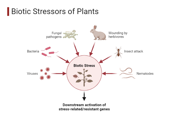 Biotic Stressors of Plants | BioRender Science Templates