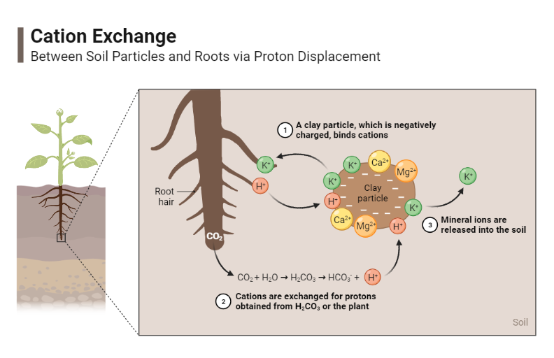 Cation Exchange Between Soil Particles and Roots via Proton ...