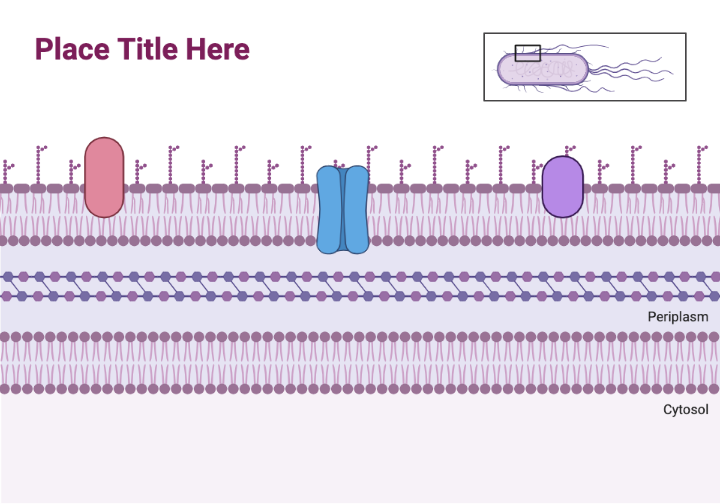Gram-Negative Bacteria Cell Wall (Background) | BioRender Science Templates