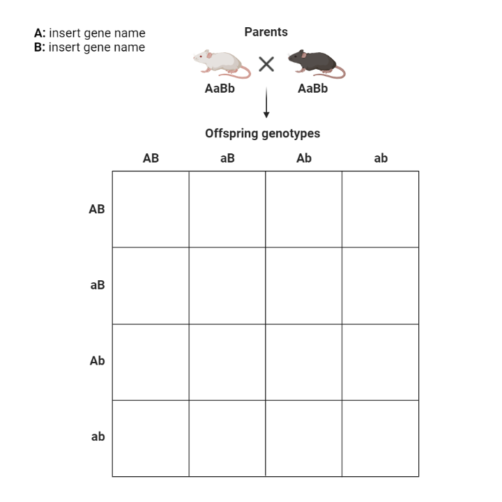 Mouse Punnett Square (Layout 4x4) | BioRender Science Templates