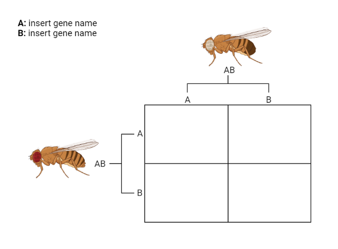 Drosophila Punnett Square (Layout 2x2) | BioRender Science Templates